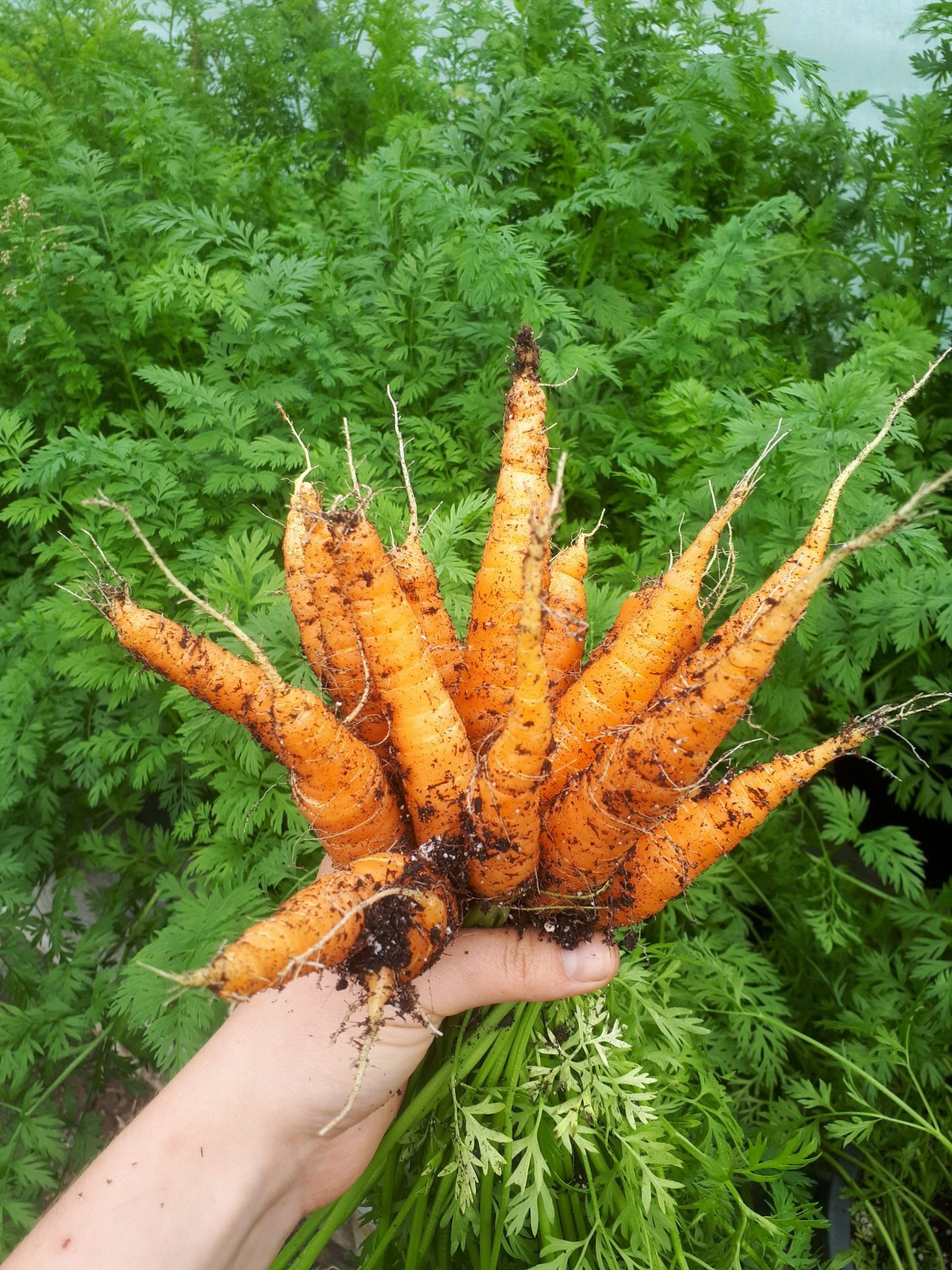 Growing a jungle of edible veggies for Indigenous food security ...