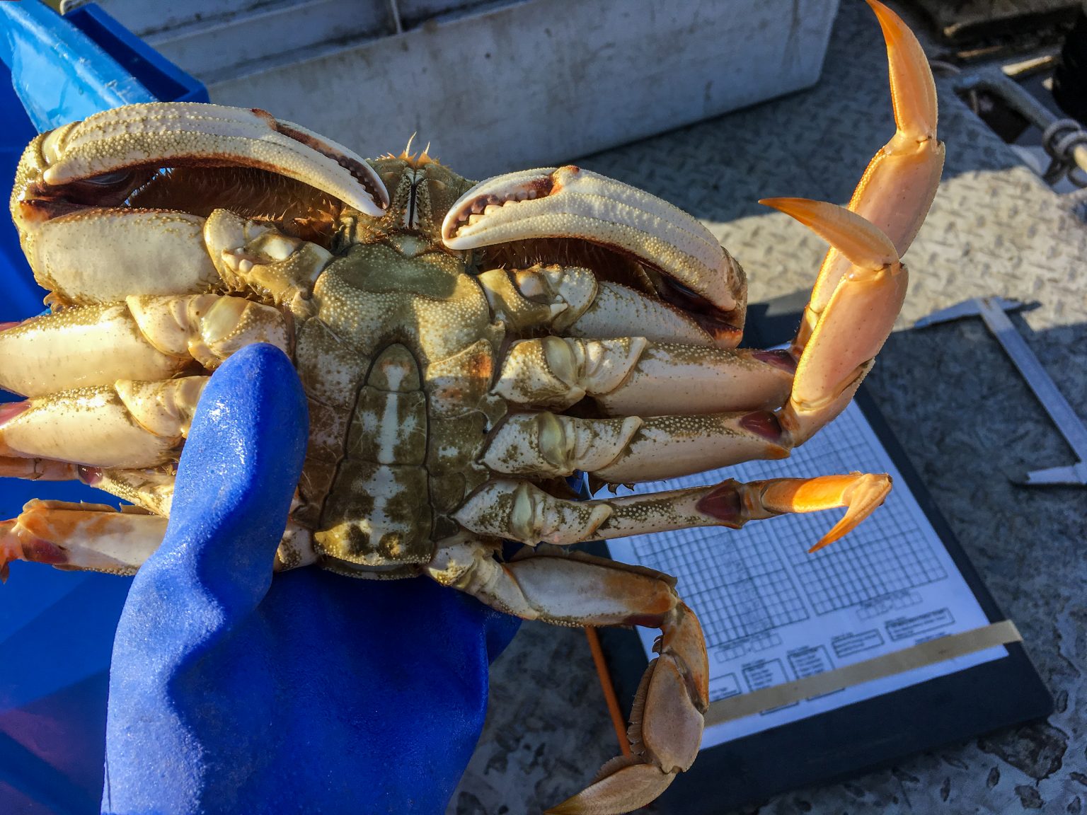 A stormy tale of at-sea observing with Area A crab fleet - Ecotrust Canada