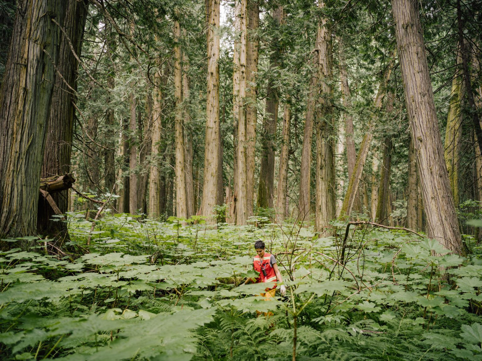 Forest Carbon Offsets: the benefits and misconceptions - Ecotrust Canada