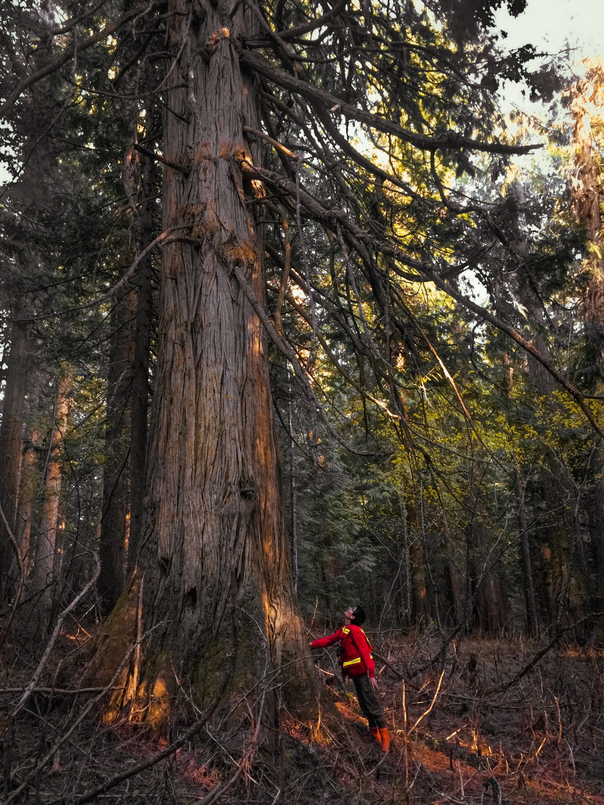 Standing for Nature – Giving natural territories the status of a legal ...