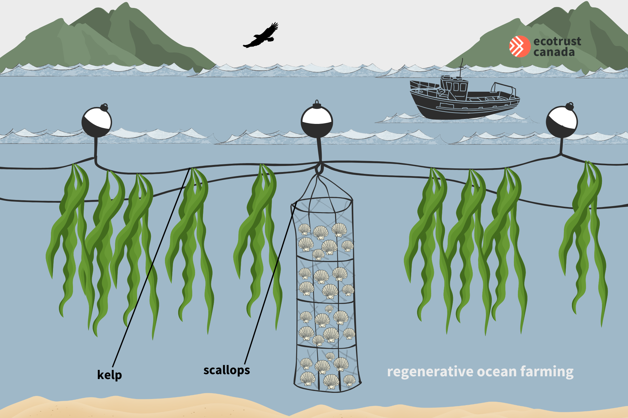 Your Guide to Regenerative Ocean Farming in Northern BC - Ecotrust Canada